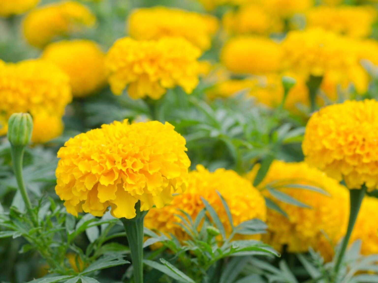 Yellow Marigolds: What They Symbolize & 13 Benefits - Bedwiga | in bed ...