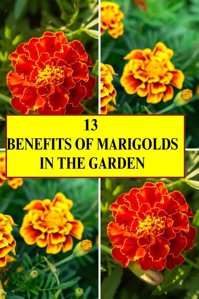 Yellow Marigolds: What They Symbolize & 13 Benefits - Bedwiga | in bed ...