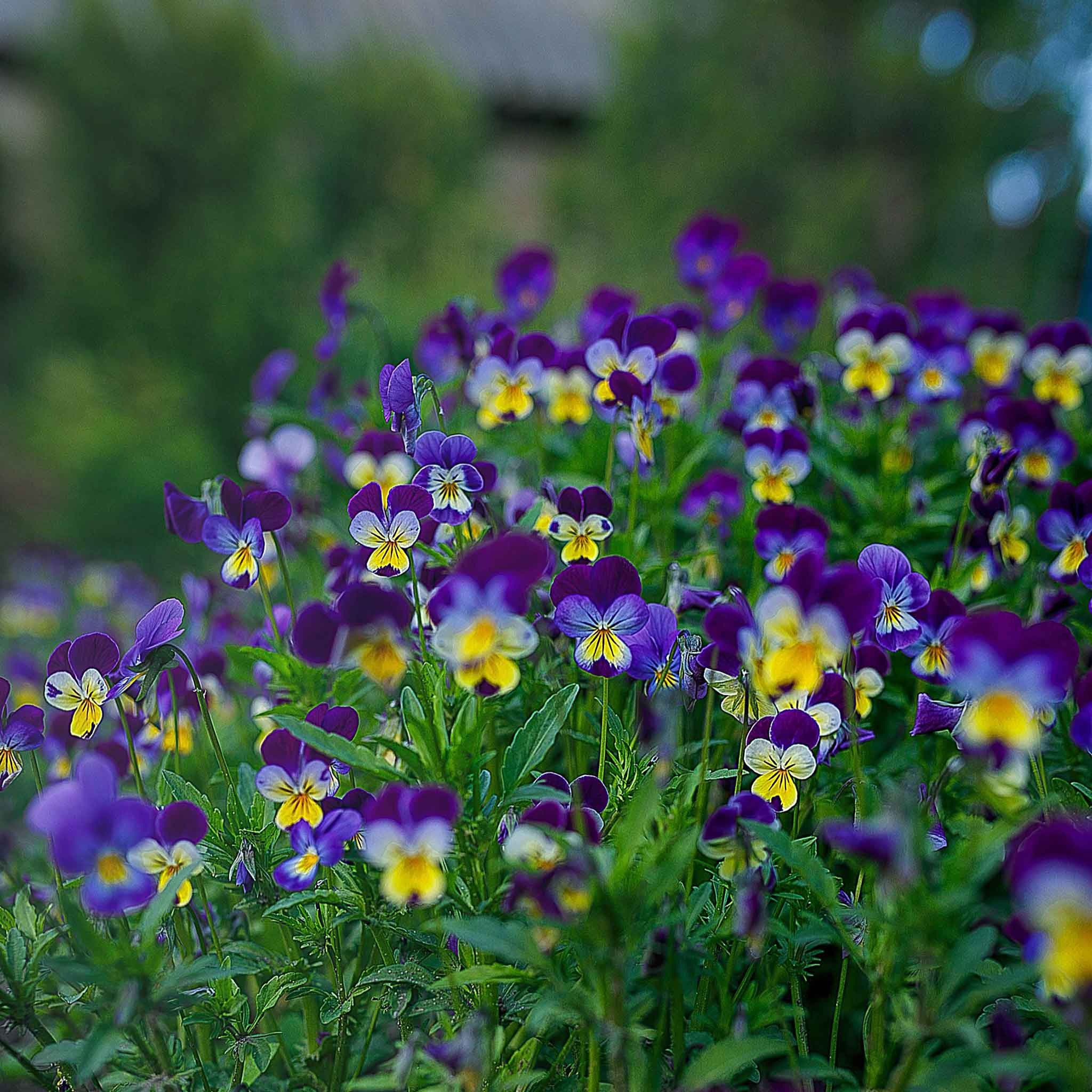 Violas Edible Flowers: Types and How to Prepare Them - Bedwiga | in bed ...